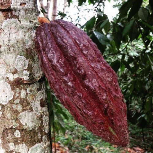 Bean Varieties | World Wide Chocolate