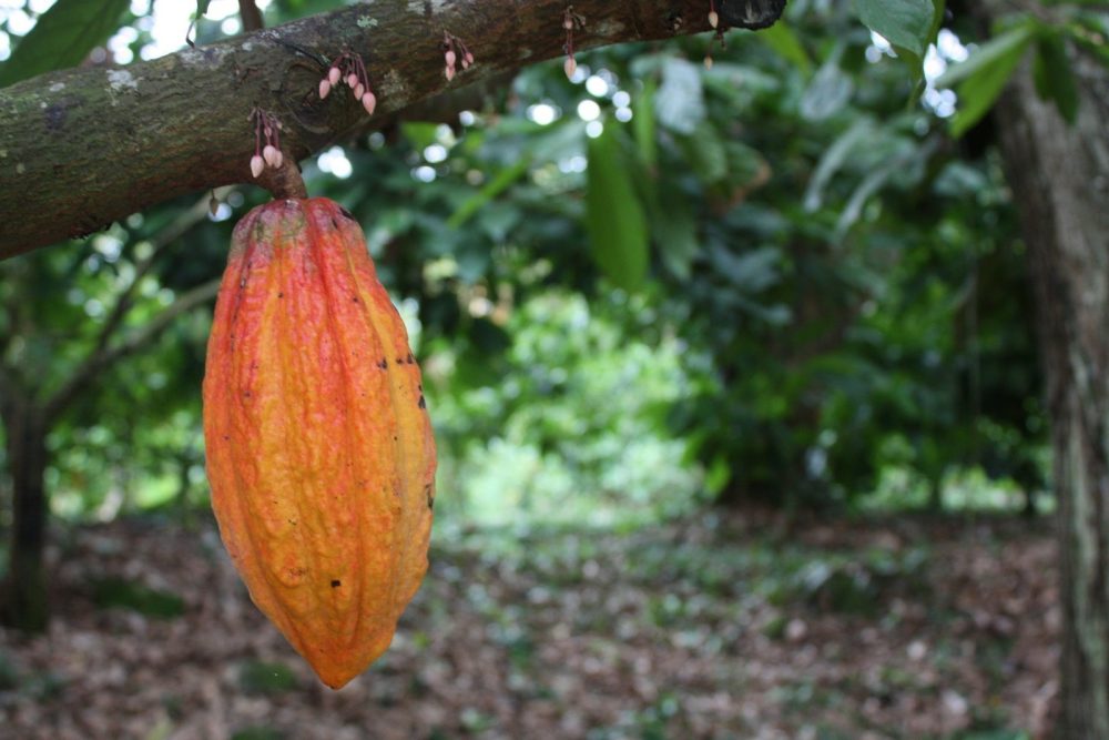 Bean Varieties | World Wide Chocolate